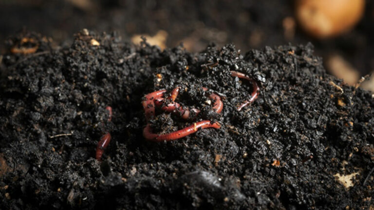 Earthworm ecological traits updated – EUdaphobase